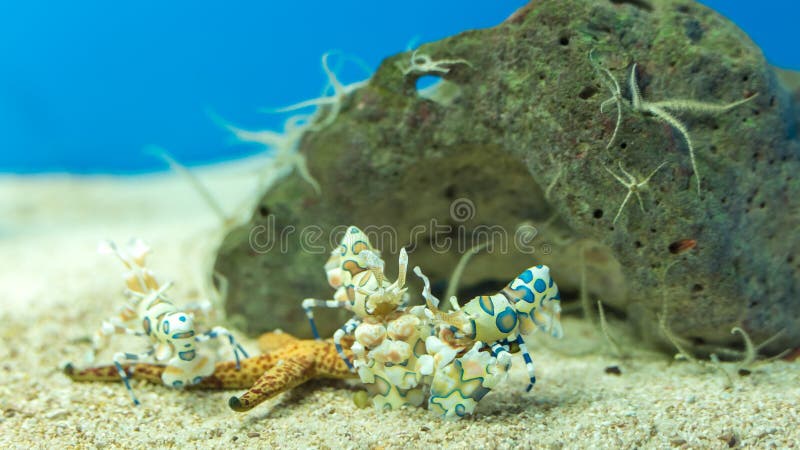 Harlequin Shrimp, Painted Shrimp, Clown Shrimp, Dancing Shrimp Stock ...