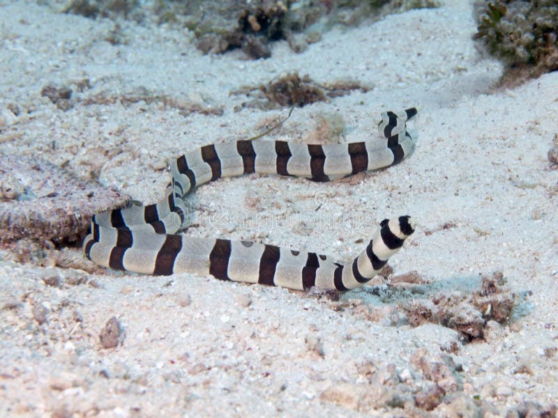 Harlequin snake eel stock image. Image of vivid, philippines - 36377673