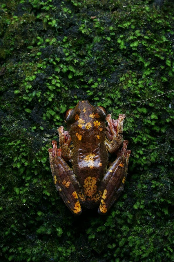 Harlequin Tree Frog (Rhacophorus Pardalis) in Natural Habitat Stock ...