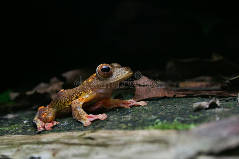 Harlequin Tree Frog (Rhacophorus Pardalis) in Natural Habitat Stock ...