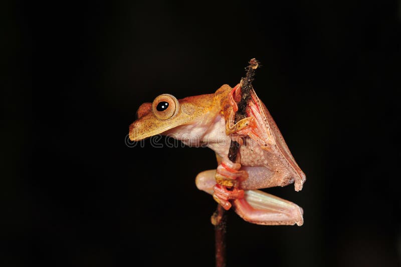 Harlequin Tree Frog (Rhacophorus Pardalis) in Natural Habitat Stock ...