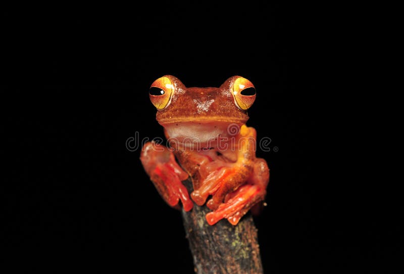 Harlequin Tree Frog (Rhacophorus Pardalis) in Natural Habitat Stock ...