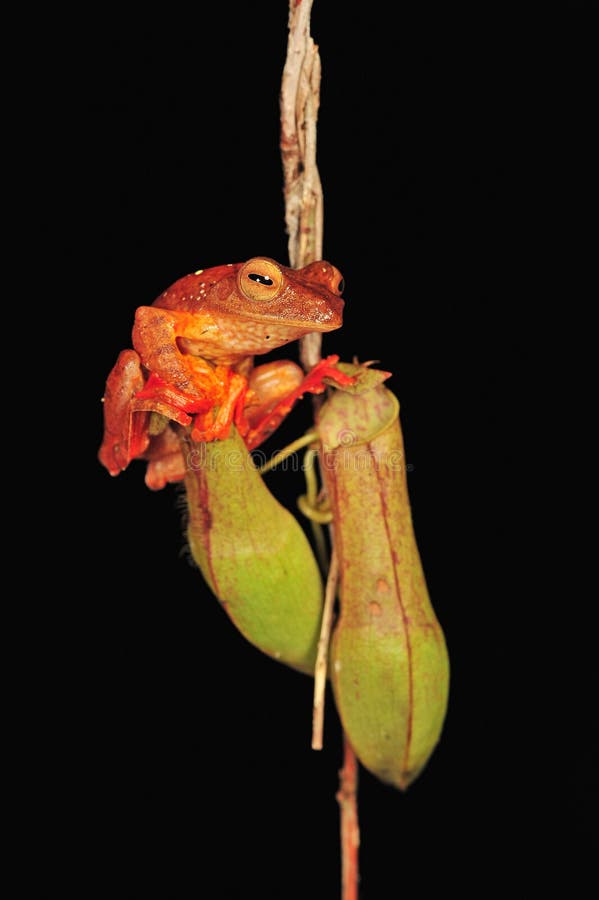 Harlequin Tree Frog (Rhacophorus Pardalis) in Natural Habitat Stock ...