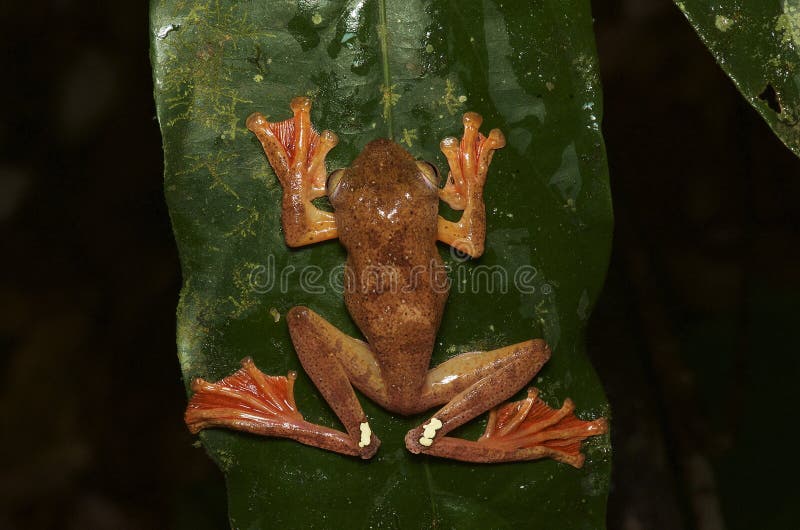 Harlequin Tree Frog (Rhacophorus Pardalis) in Natural Habitat Stock ...