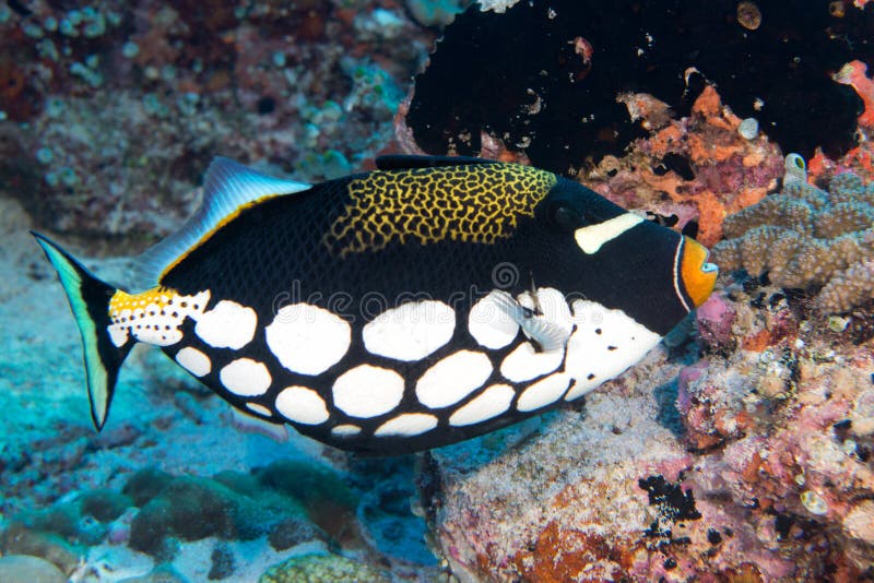 Queen Triggerfish Stock Photos - Download 30 Royalty Free Photos