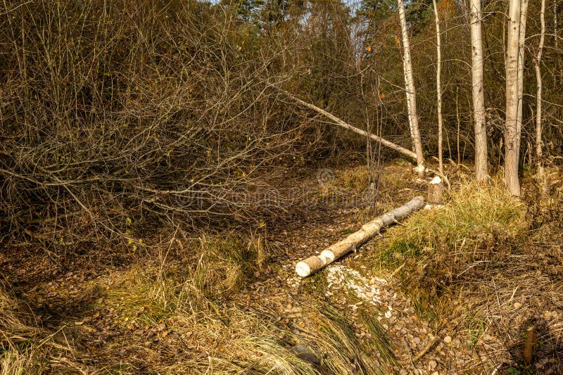 Harmful Activity of Beavers, Cutting Down Trees, Tree Branches Bitten ...