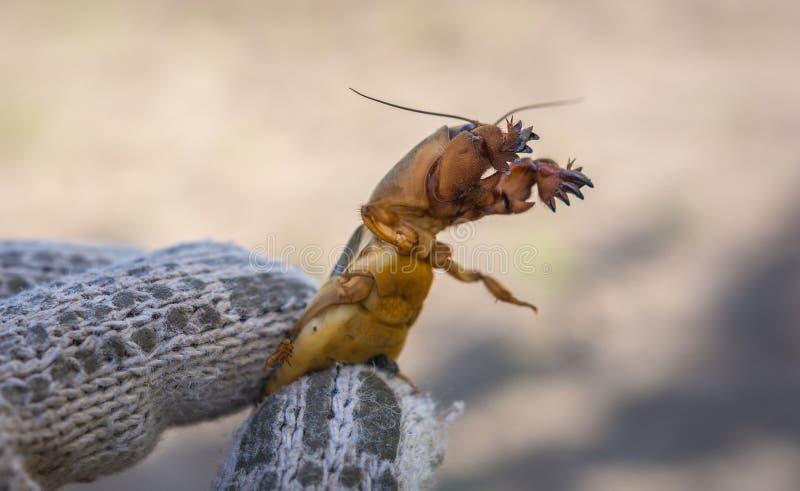Harmful Insect, Agricultural Pest. Pest Control. Stock Image - Image of ...