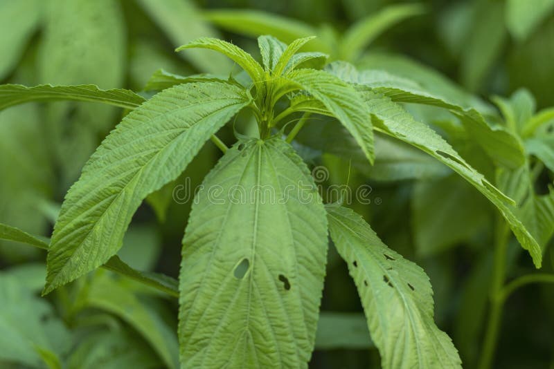 Harmful Insect is Leaking Jute Leaves and Causing Damage To the Entire ...