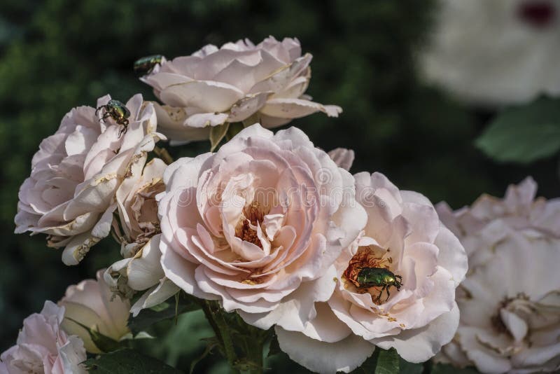 Harmful Insects on Roses at Garden Stock Photo - Image of spring ...