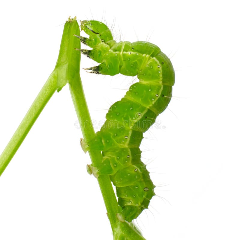 A Leaf Worm is Crawling on the Plant Stock Photo - Image of life, brown ...