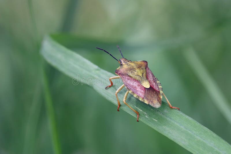 Harmful Turtles Eurygaster Integriceps Cause Great Harm To Agriculture ...