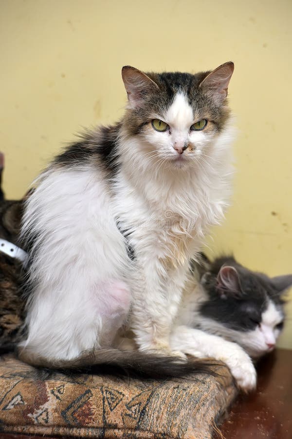 Harmful, unhappy cat stock image. Image of annoyed, crouched - 59332335