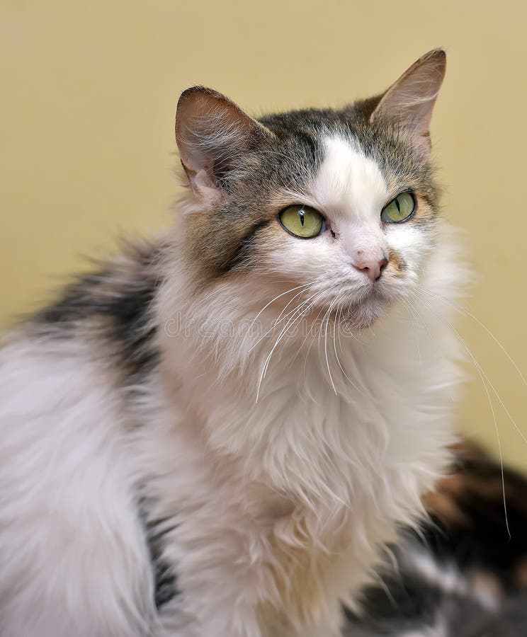 Harmful, unhappy cat stock photo. Image of kitten, disgruntled - 59333046