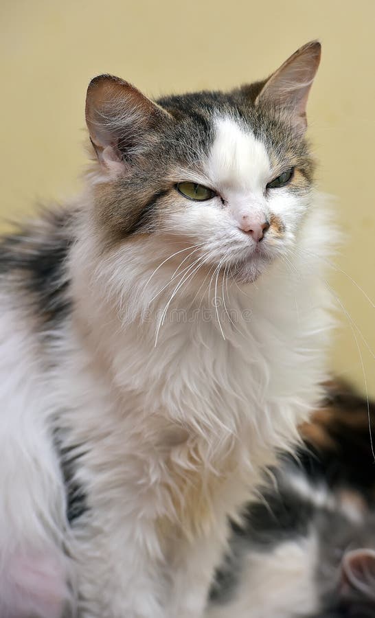 Harmful, unhappy cat stock image. Image of path, crouched - 59333507