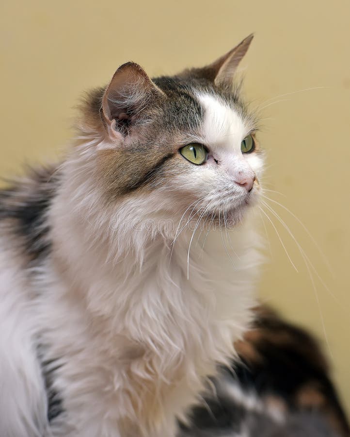 Harmful, unhappy cat stock photo. Image of angry, bothered - 59333736