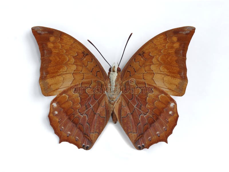 Harmodius de Charaxes imagen de archivo. Imagen de ornamental - 10592623