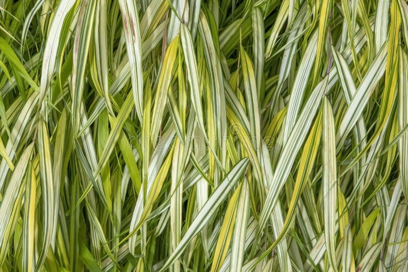 Harmonic Background of Green Reed Leaves Stock Photo - Image of nature ...