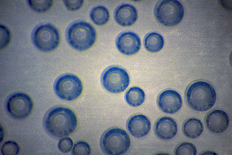 Harmonic Backgrounds. Air Bubbles in Water (bleb) on Bright, Smooth ...