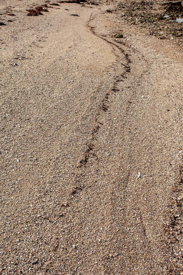 The Harmonious Shapes Created by Sand and Seaweed on the Beach Stock ...