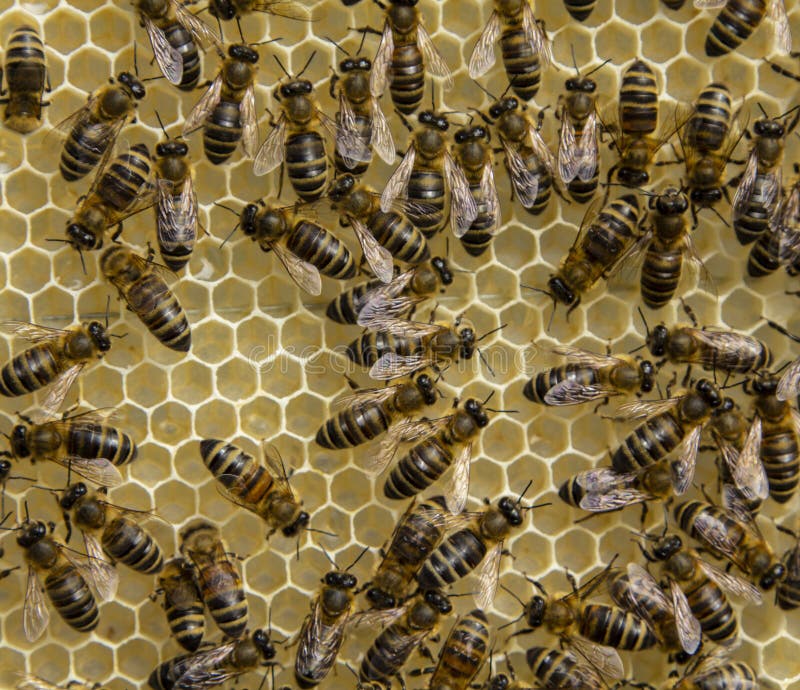 Harmonious Work of Team of Bees To Create a Honeycomb Stock Photo ...