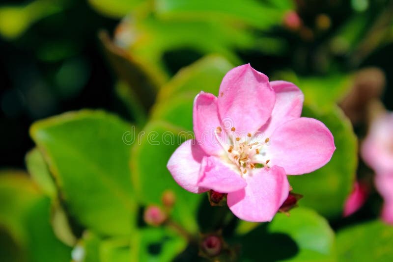 Harmony Manzanita, Flor, Planta Imagen de archivo - Imagen de flores ...