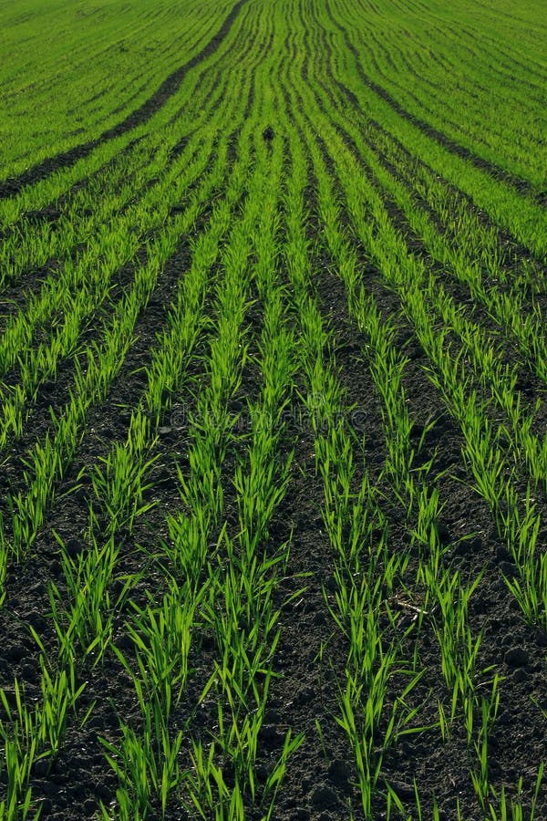 Harmony in nature stock photo. Image of crop, concept - 18779602