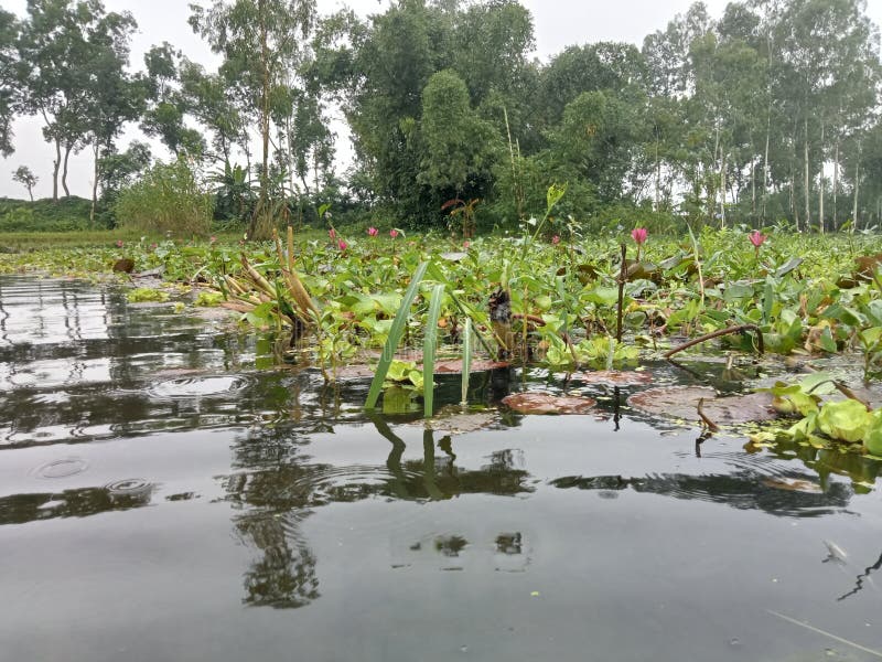 Sapla Blossoms Stock Photos - Free & Royalty-Free Stock Photos from ...