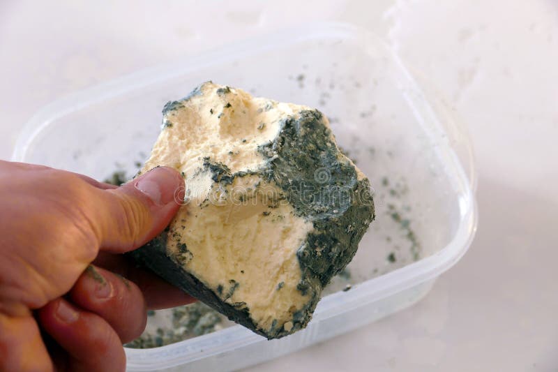 The Harms of Consuming Green Moldy Cheese Stock Image - Image of meal ...