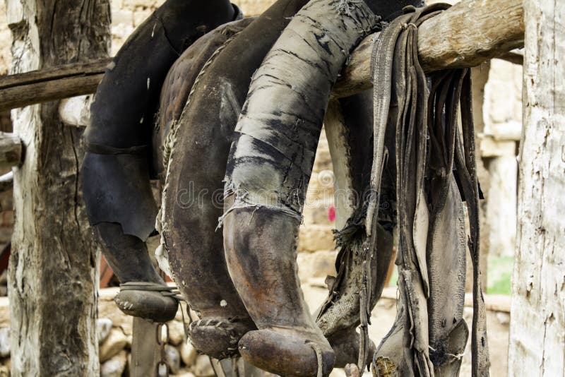 Ox with harness stock image. Image of wagon, beef, harness - 22326321