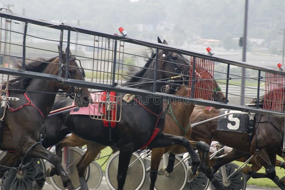 Harness race-1 stock photo. Image of speed, winner, driver - 1361686