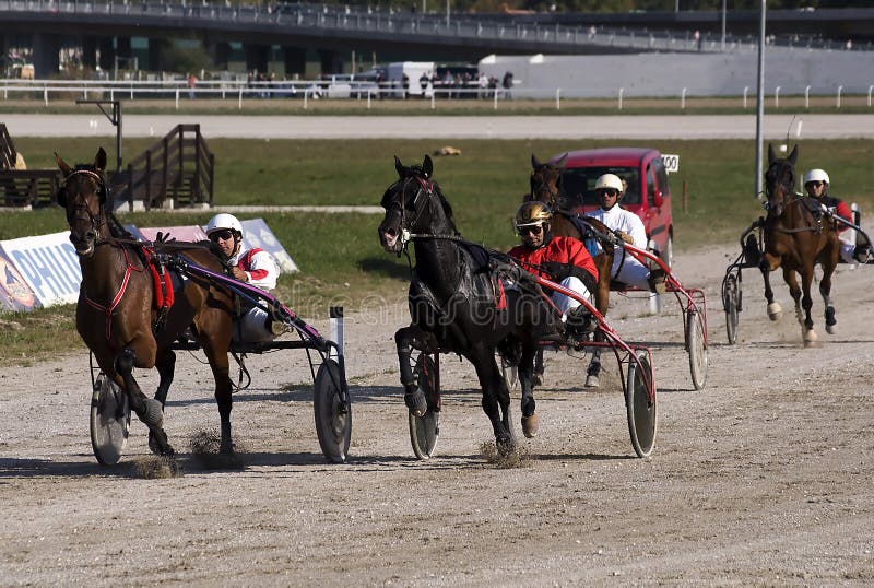 Harness racing-4 editorial stock photo. Image of equine - 21623643