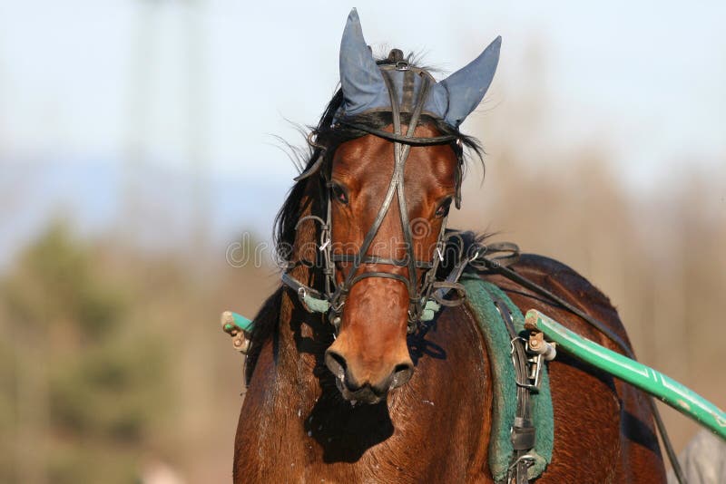Harness racing stock image. Image of effort, breed, english - 4253173