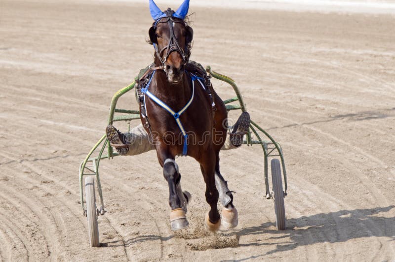 Harness racing stock photo. Image of foots, gait, legs - 4366212
