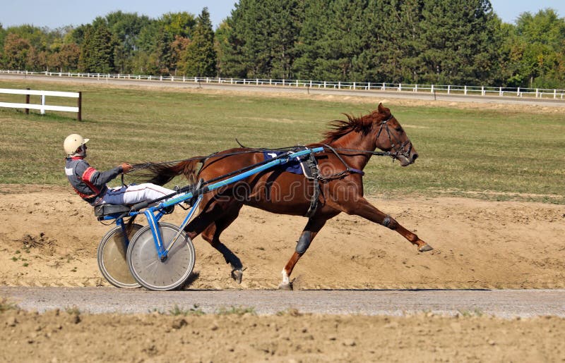 Fast Horse Trotter Breed in Motion Stock Photo - Image of equestrian ...