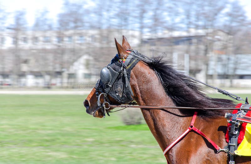 Harness racing. stock image. Image of board, power, outdoors - 31139135