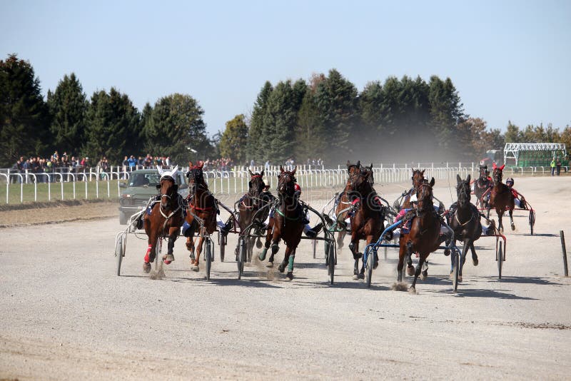 Harness Racing Horses Trotter Breed Editorial Stock Photo - Image of ...