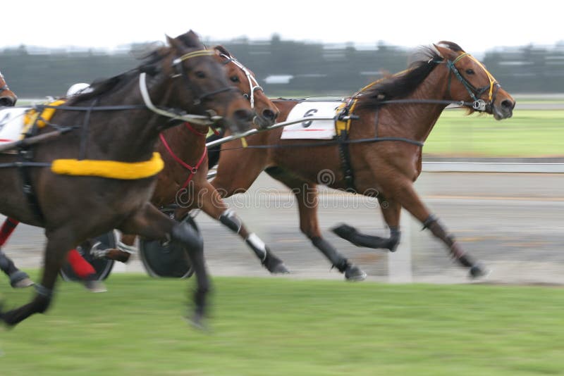 Harness Racing / Trotting stock photo. Image of racing - 528478