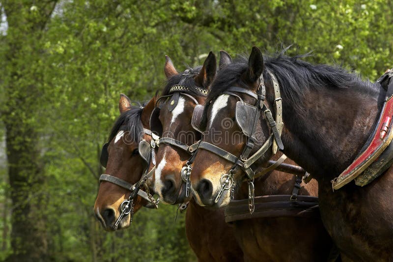 Harnessed Cob Normand Horse Stock Photo - Image of herbivore, equidae ...