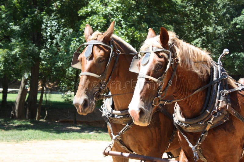Harnessed horses stock image. Image of horses, harnessed - 15517397