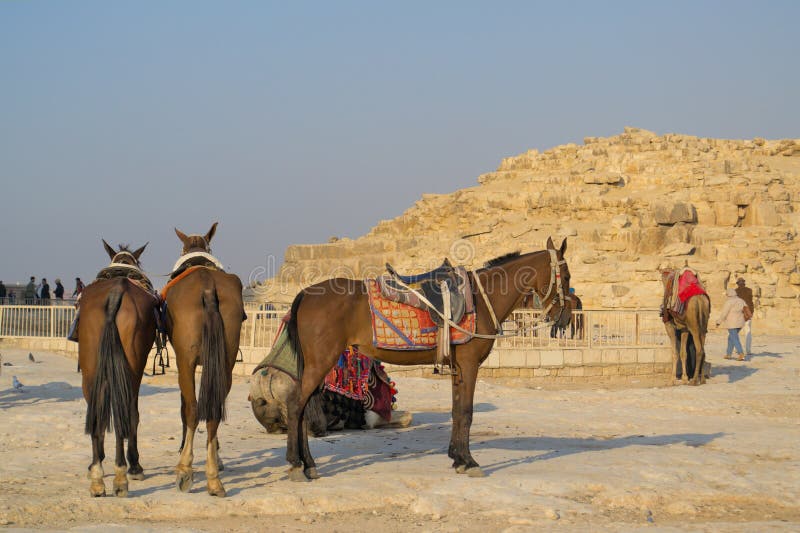 Harnessed Horses Stand at the Foot of the Egyptian Pyramid Stock Image ...