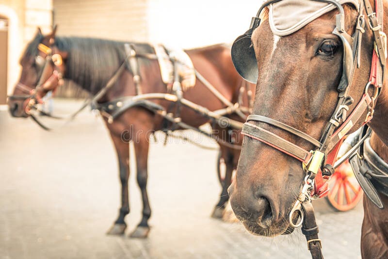 Harnessed Horses in Urban Context Stock Image - Image of coach, reins ...
