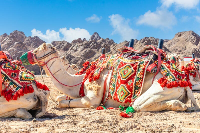 Harnessed Riding Camels Resting in the Desrt, Al Ula, Saudi Arabia ...