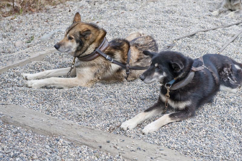 Harnessed sled dogs stock photo. Image of canis, tethered - 11151228