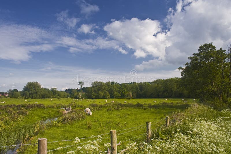 Harnham Water Meadow, Salisbury, England Stock Image - Image of west ...