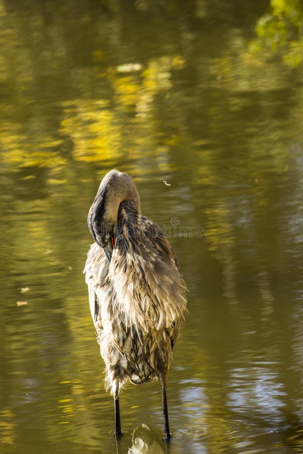 Haron Walking Though Still Water Stock Photo - Image of light, america ...