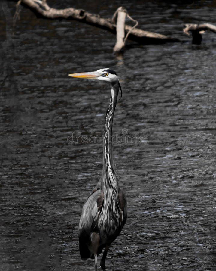 Haron in the water stock image. Image of tree, haron - 174365041