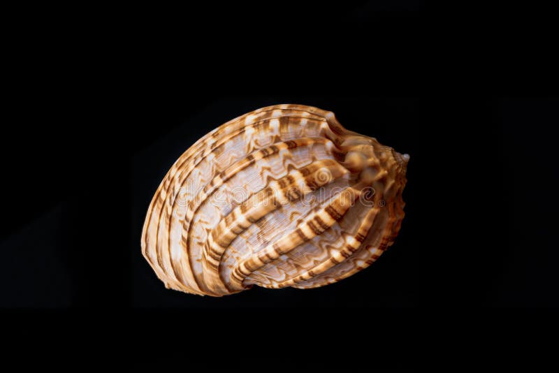 Harpa Davidus. David Harp Seashell Stock Image - Image of hermit ...