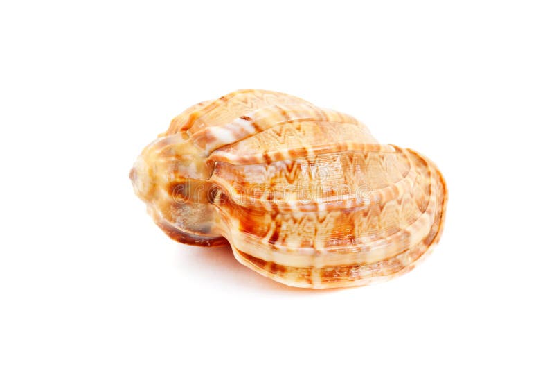 Harpa Kajiyama Sea Shell Stock Photos - Free & Royalty-Free Stock ...