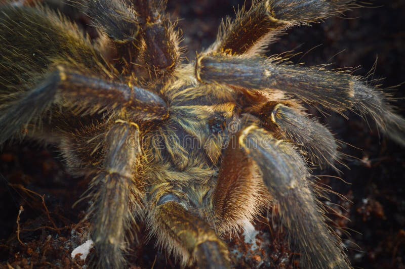 Harpactira Pulchripes Spider Close Up Stock Photo - Image of spider ...