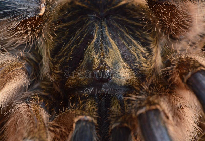 Harpactira Pulchripes Spider Close Up Stock Image - Image of ptasznik ...